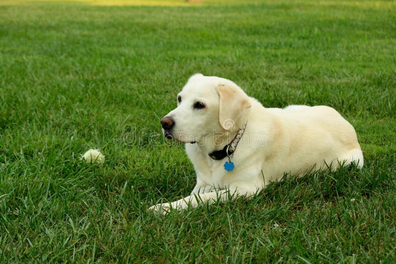 Yellow Labrador Retriever with Duck Stock Image - Image of ducks, bird ...