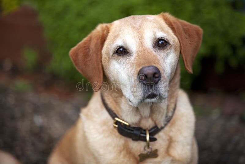 Yellow Labrador Retriever stock photo. Image of carnivore - 21998234