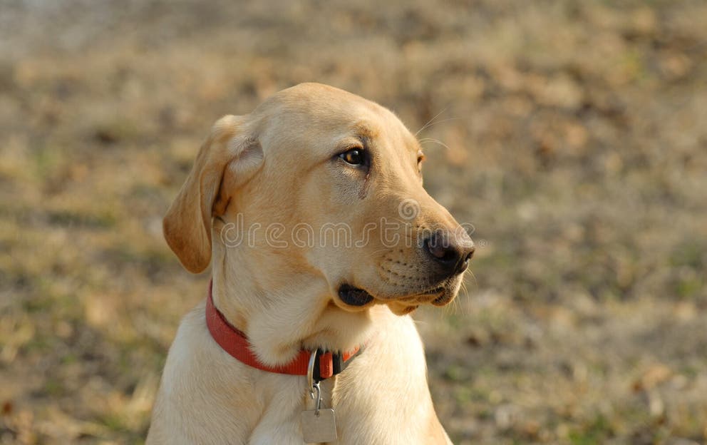 Yellow Labrador Retriever stock photo. Image of yellow - 22432840