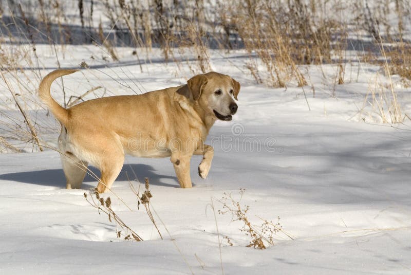 Yellow Labrador Retriever Tracking Stock Photo - Image of retriever ...