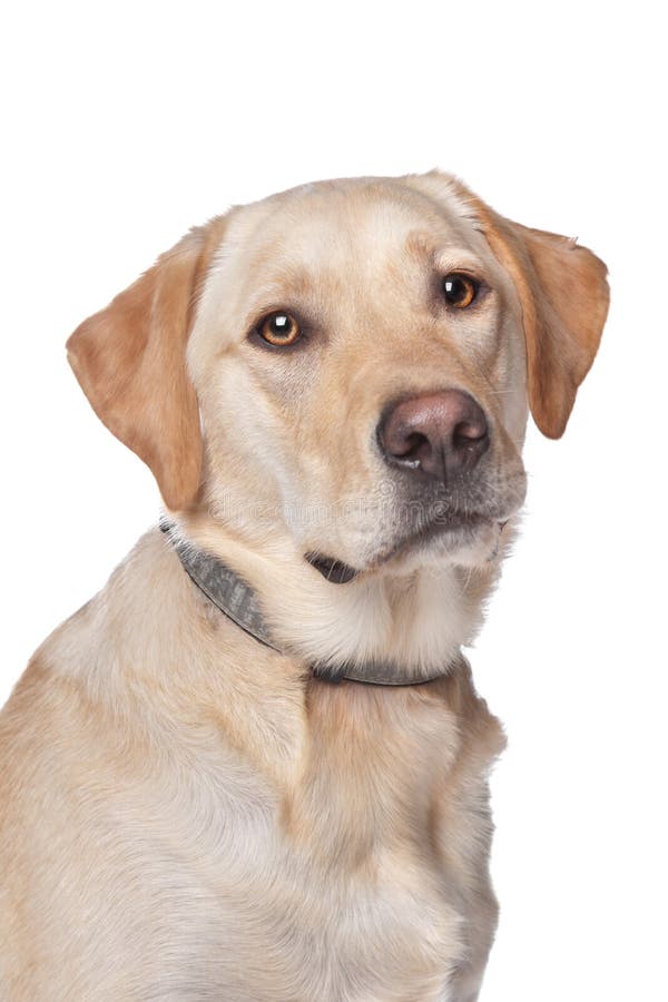 Yellow Labrador Retriever Smiling Stock Photo - Image of pedigree ...