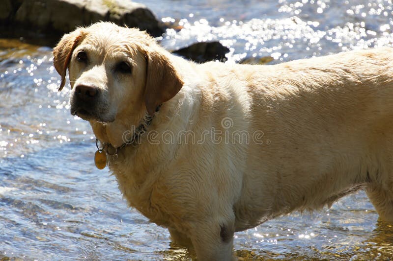 Yellow labrador retriever stock photo. Image of brook - 24575168