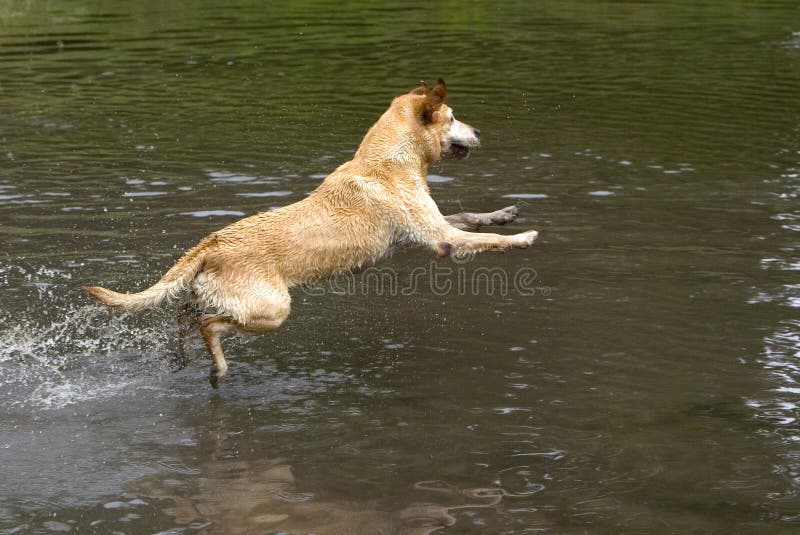 Yellow Labrador Retriever Tracking Stock Photo - Image of retriever ...