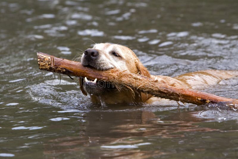 Yellow Labrador Retriever Tracking Stock Photo - Image of retriever ...