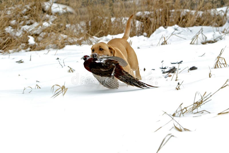 Yellow Labrador Retriever stock image. Image of hunting - 25436375