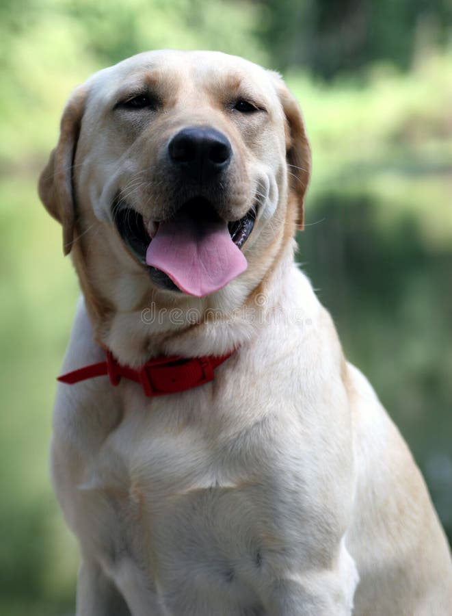 Yellow Labrador Retriever stock photo. Image of retrievers - 255226