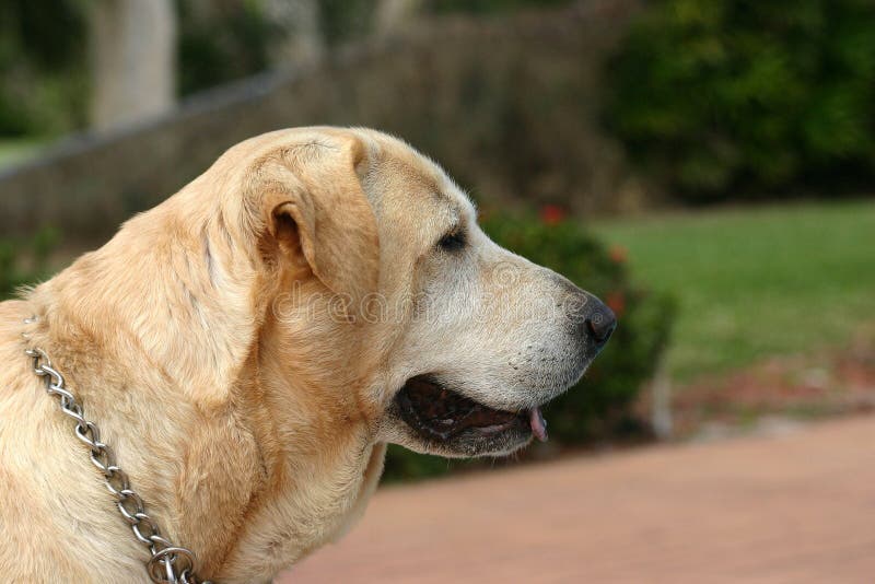 Yellow Labrador Retriever stock photo. Image of gold, lawn - 417116