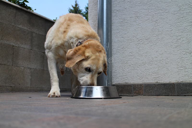 Yellow labrador retriever stock photo. Image of feeder - 55241820