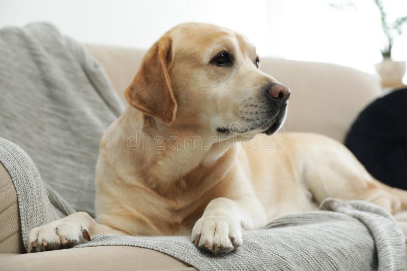 Yellow Labrador Retriever on Cozy Sofa Stock Photo - Image of golden ...