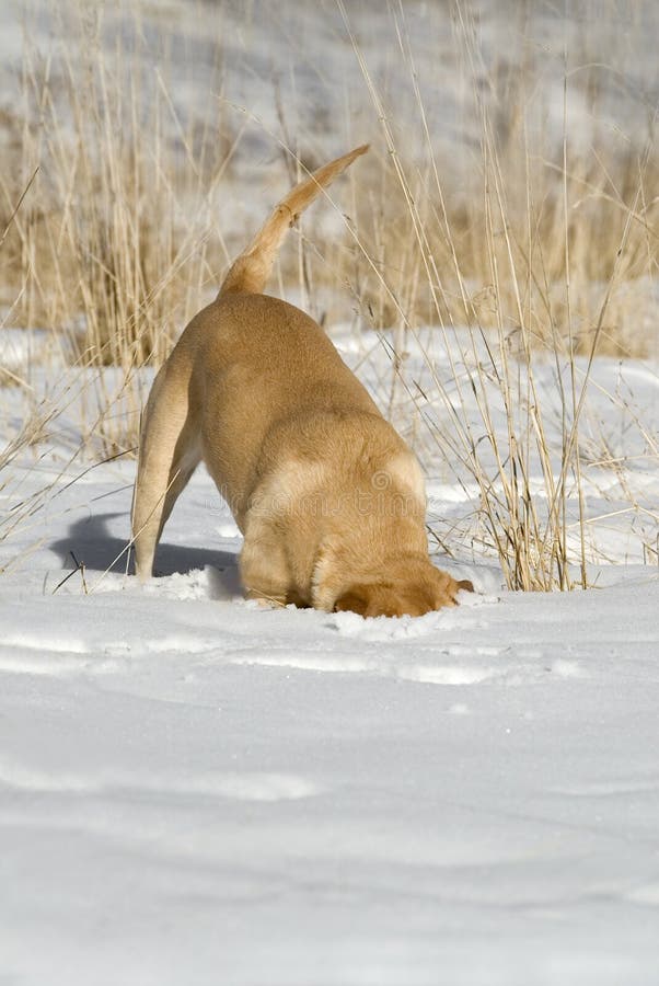 Yellow Labrador Retriever Tracking Stock Photo - Image of retriever ...