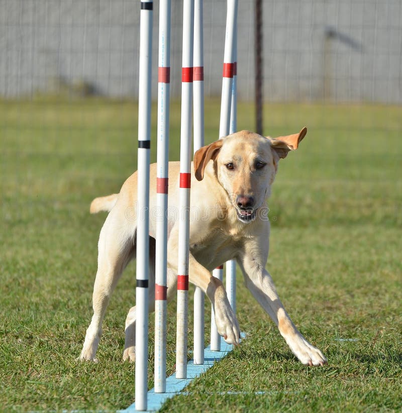 Yellow Labrador Retriever at Dog Agility Trial Stock Photo - Image of ...