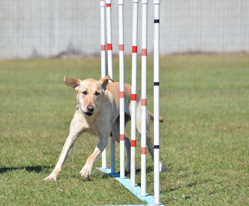 Yellow Labrador Retriever at Dog Agility Trial Stock Image - Image of ...