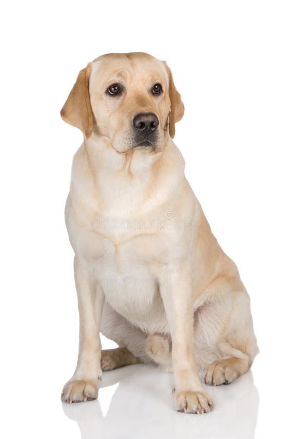 Yellow Labrador Retriever Dog Stock Image - Image of family, breed ...