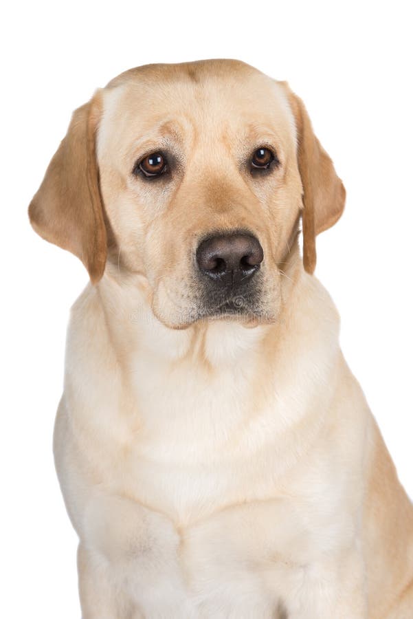 Yellow Labrador Retriever Dog Stock Photo - Image of isolated, studio ...