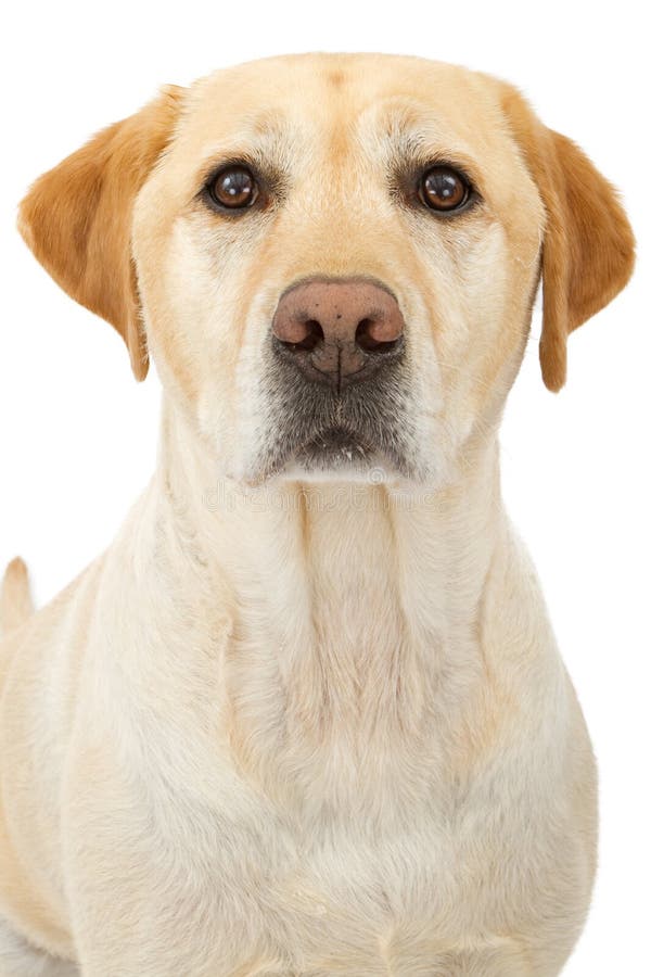 Yellow Labrador Retriever Dog Closeup Stock Image - Image of yellow ...