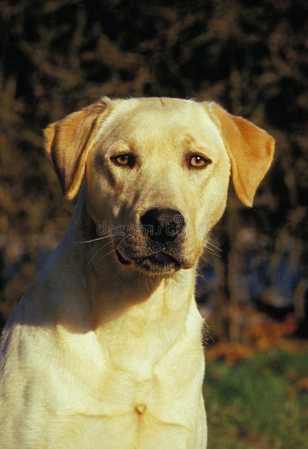 Yellow Labrador Retriever Dog, Portrait Stock Image - Image of head ...