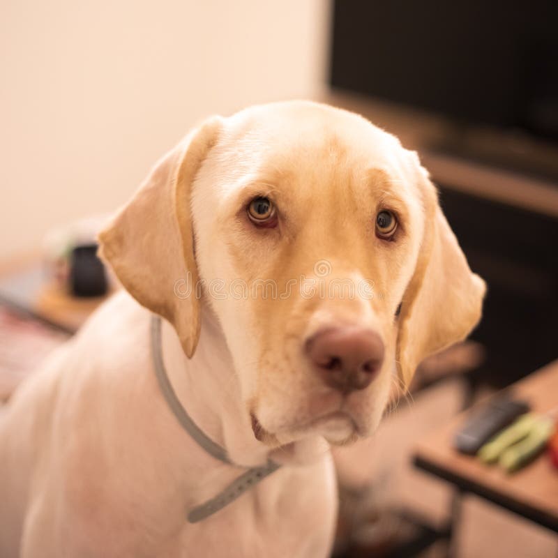 A Yellow Labrador Retriever. Dog Portrait Stock Image - Image of ...