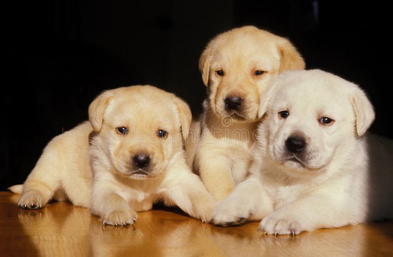 Yellow Labrador Retriever Dog, Pups Stock Image - Image of shot ...