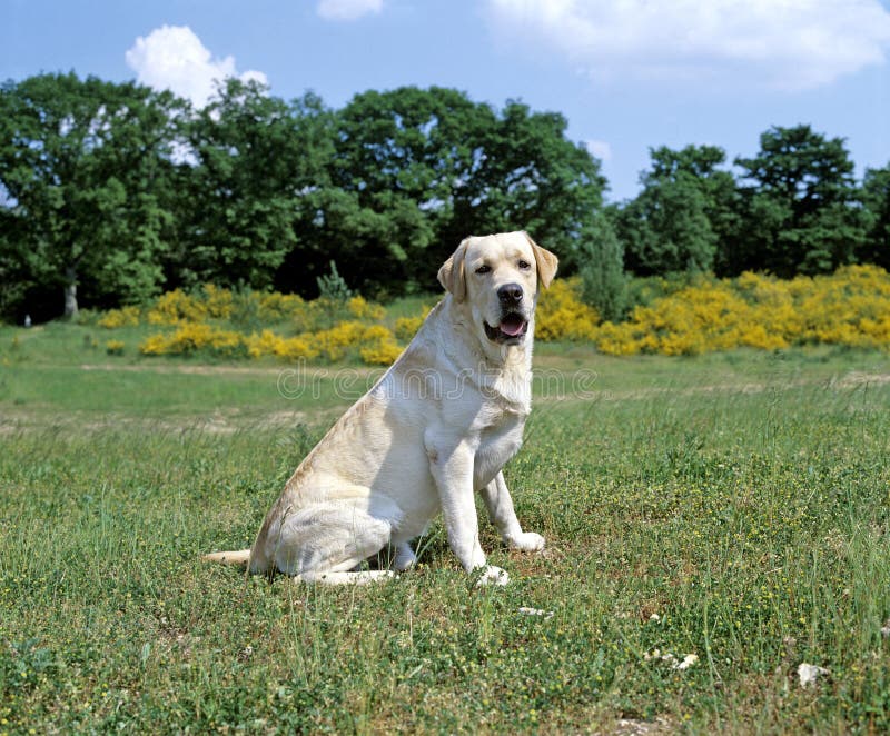 6,984 Labrador Standing Stock Photos - Free & Royalty-Free Stock Photos ...