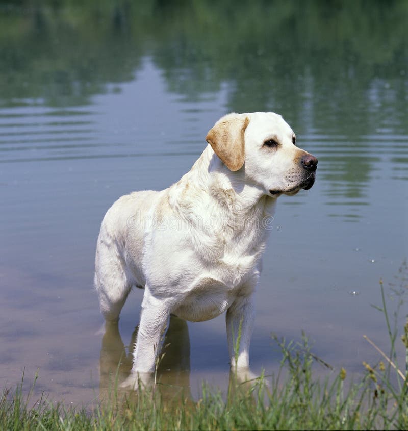 Yellow Labrador Retriever, Dog Standing in Water Stock Photo - Image of ...