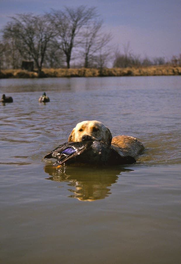 Yellow Labrador Retriever with Duck Stock Image - Image of ducks, bird ...