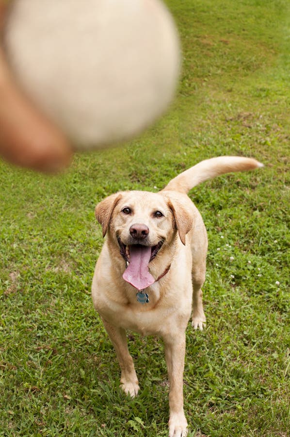 Yellow Labrador Retriever Fetching Ball Stock Image - Image of yellow ...