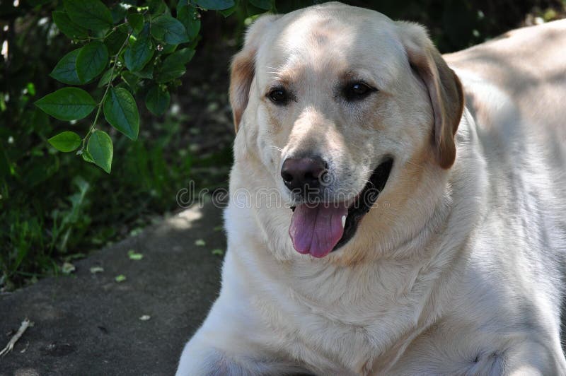 Yellow Labrador Retriever stock photo. Image of mammal - 31083676