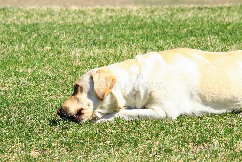 Yellow Labrador Retriever stock image. Image of outdoor - 40026145