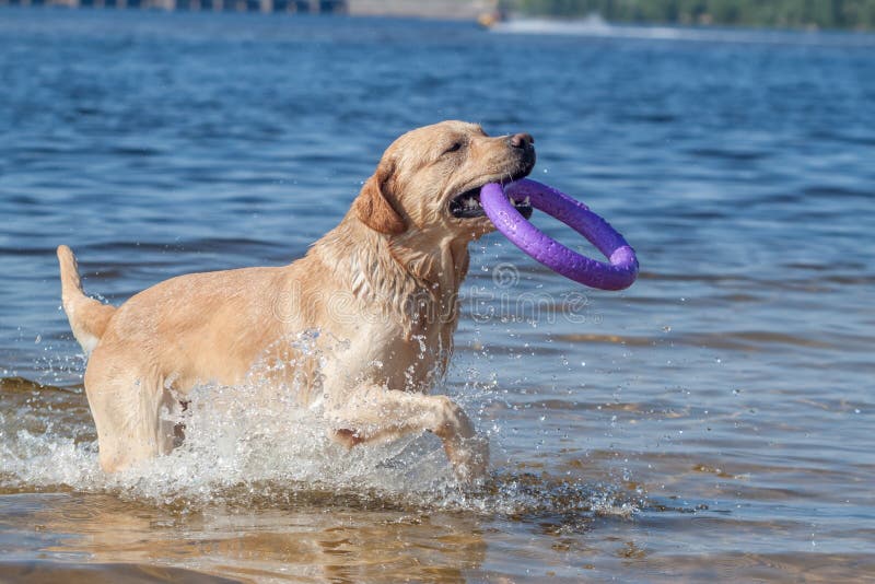 Yellow Labrador Retriever Playing in Water Stock Image - Image of ...