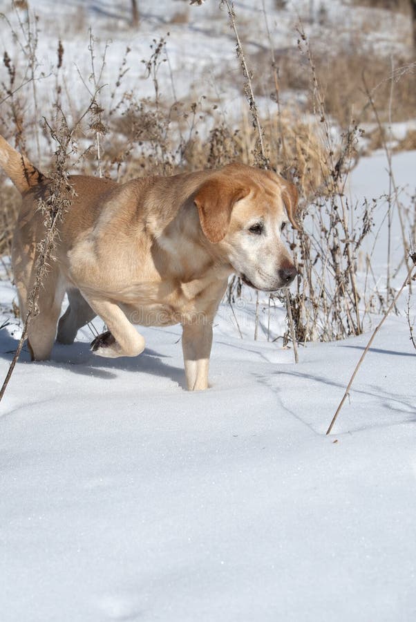 Yellow Labrador Retriever Pointing Stock Image - Image of retriever ...