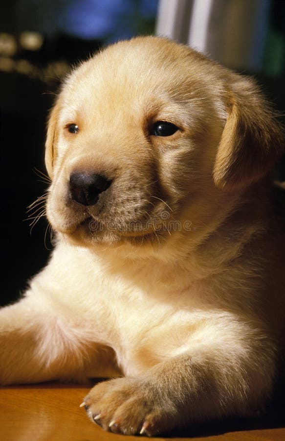 Yellow Labrador Retriever, Pup Stock Image - Image of studio, animal ...