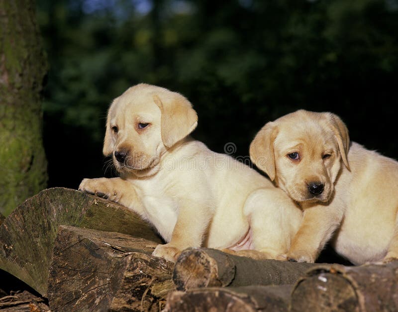 Yellow Labrador Retriever Puppies Stock Photo - Image of canine, mammal ...