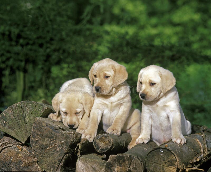 Yellow Labrador Retriever, Puppies Standing on Stack of Wood Stock ...