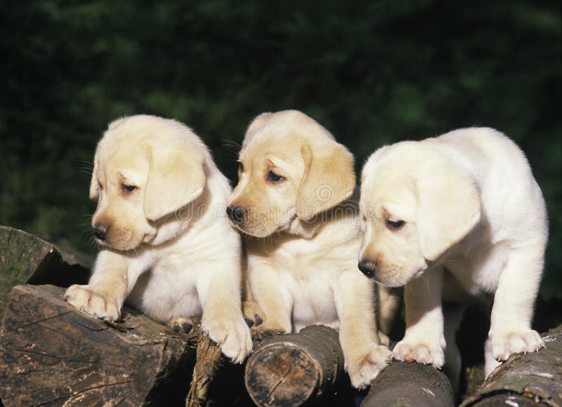 Yellow lab puppies stock image. Image of baby, canine - 12132011