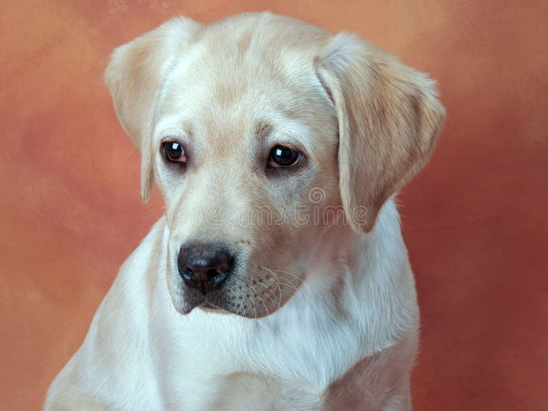 Yellow Labrador Retriever Puppy Stock Photo - Image of retriever ...