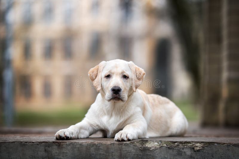 Yellow Labrador Retriever Puppy Lying Down Outdoors Stock Image - Image ...
