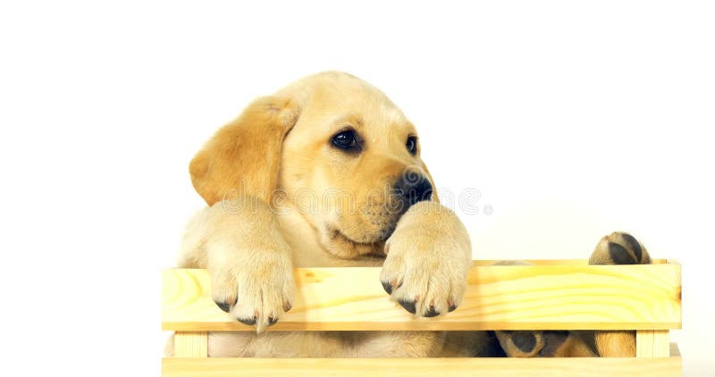 Yellow Labrador Retriever, Puppy Playing in a Box on White Background ...