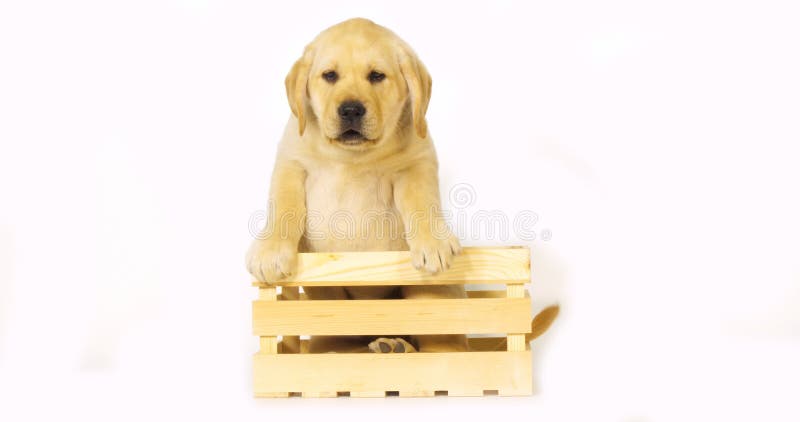 Yellow Labrador Retriever, Puppy Playing in a Box on White Background ...
