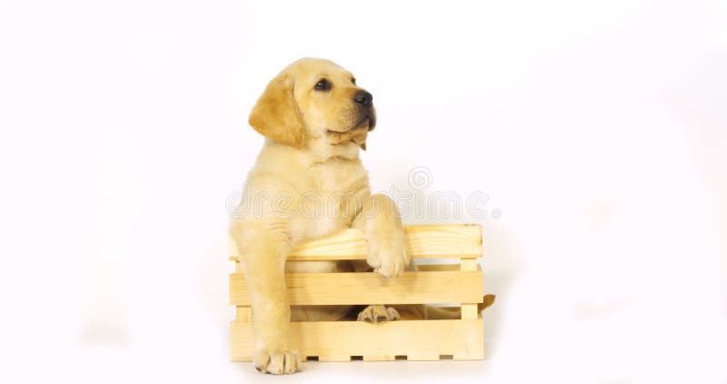 Yellow Labrador Retriever, Puppy Playing in a Box on White Background ...