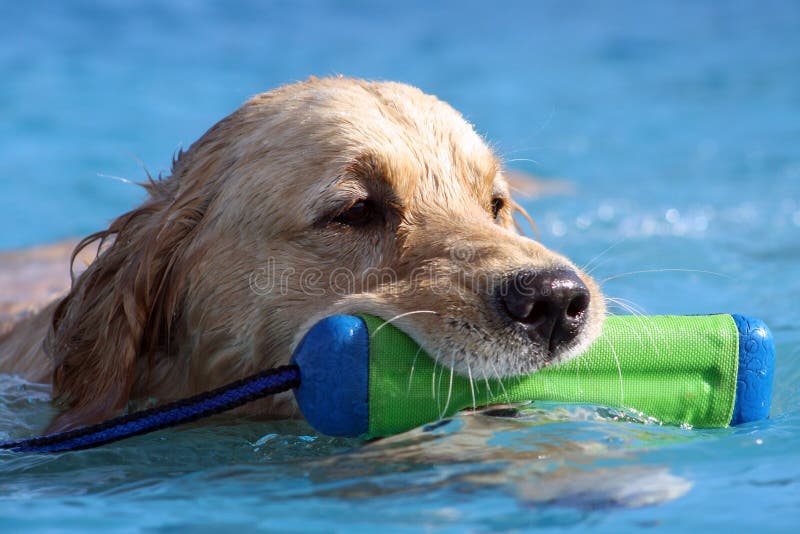 Yellow Labrador Retriever stock image. Image of grip - 42123947