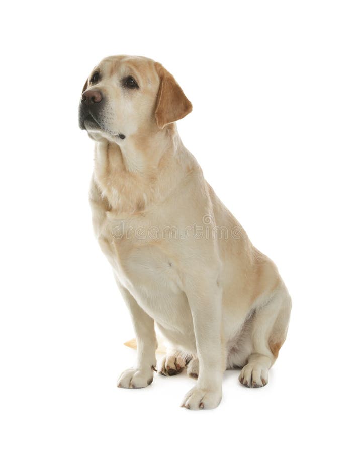 Yellow Labrador Retriever Sitting Stock Photo - Image of happiness ...