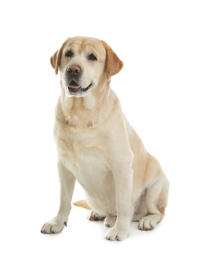 White Labrador Retriever Dog Stock Image - Image of pedigreed, puppy ...
