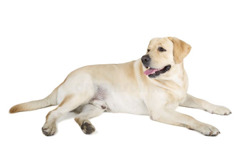 Yellow Labrador Retriever Smiling Stock Photo - Image of pedigree ...