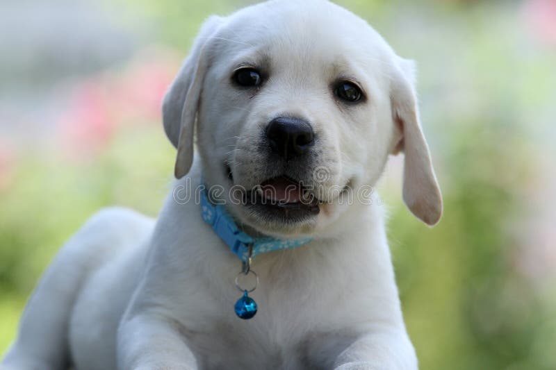 Yellow Labrador Retriever in Spring Close Up Stock Image - Image of ...