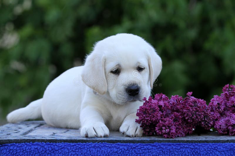Yellow Labrador Retriever in Spring Close Up Stock Image - Image of ...