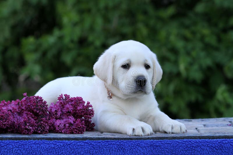 Yellow Labrador Retriever in Spring Close Up Stock Image - Image of ...