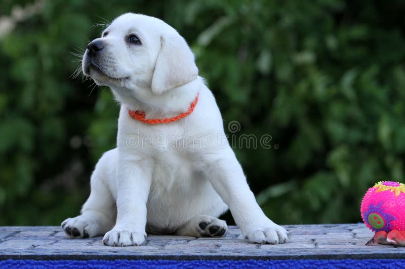 Yellow Labrador Retriever in Spring Close Up Stock Photo - Image of ...