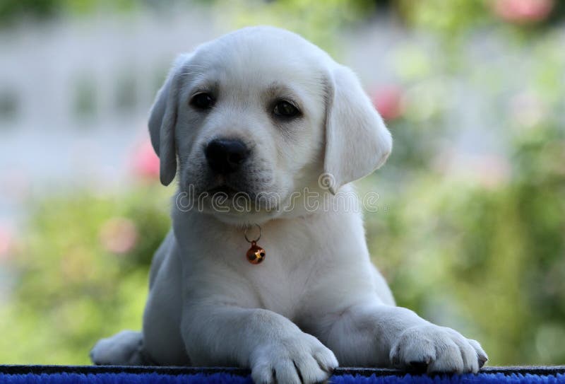 Yellow Labrador Retriever in Spring Close Up Stock Photo - Image of ...