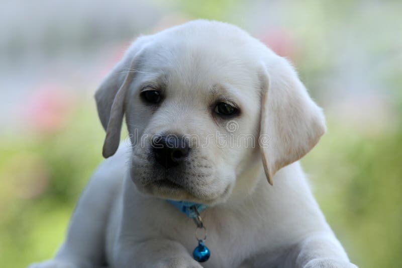 Yellow Labrador Retriever in Spring Close Up Stock Photo - Image of ...