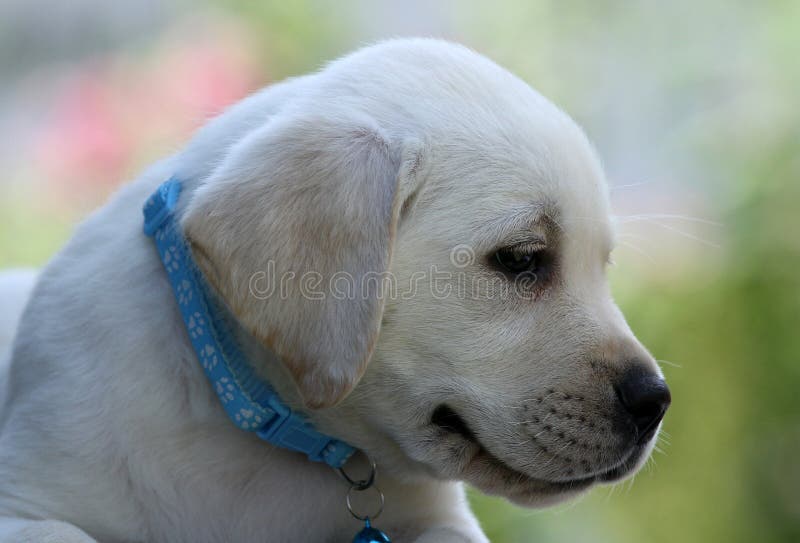 Yellow Labrador Retriever in Spring Close Up Stock Photo - Image of ...